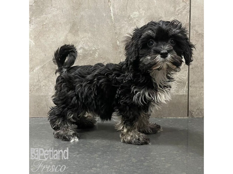 Havanese-Dog-Female-Black / White-3912842-Petland Frisco, Texas