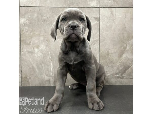 Cane Corso-Dog-Female-Blue-3912711-Petland Frisco, Texas