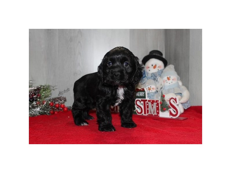 American Cocker Spaniel Puppy Black