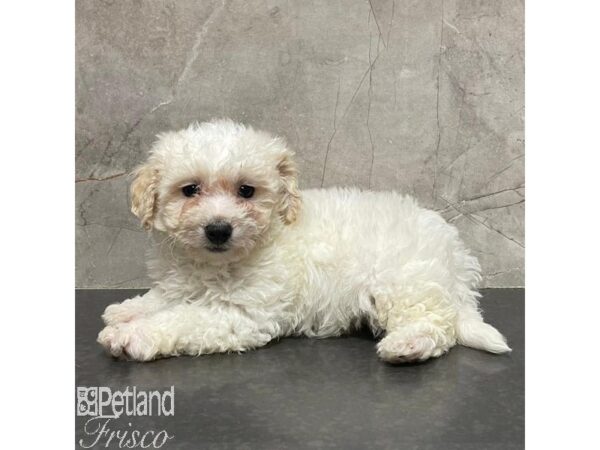 Poochon-Dog-Female-Red-3898116-Petland Frisco, Texas