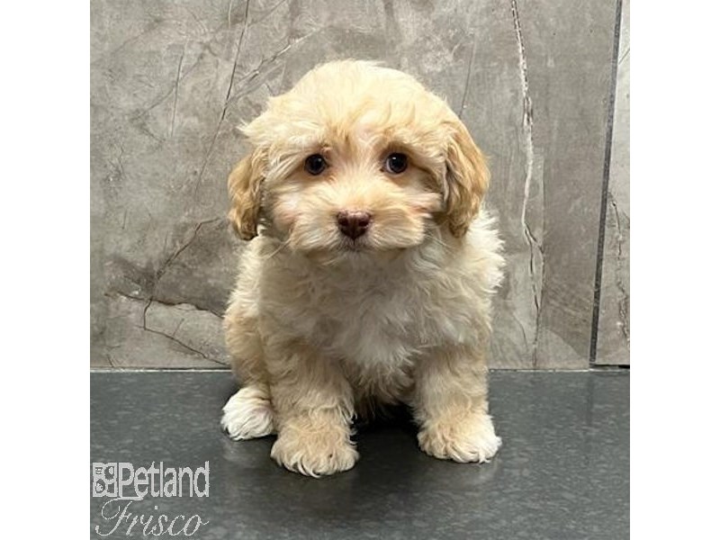 Cockapoo Puppies - Breed Info - Petland Frisco & Mckinney, Texas