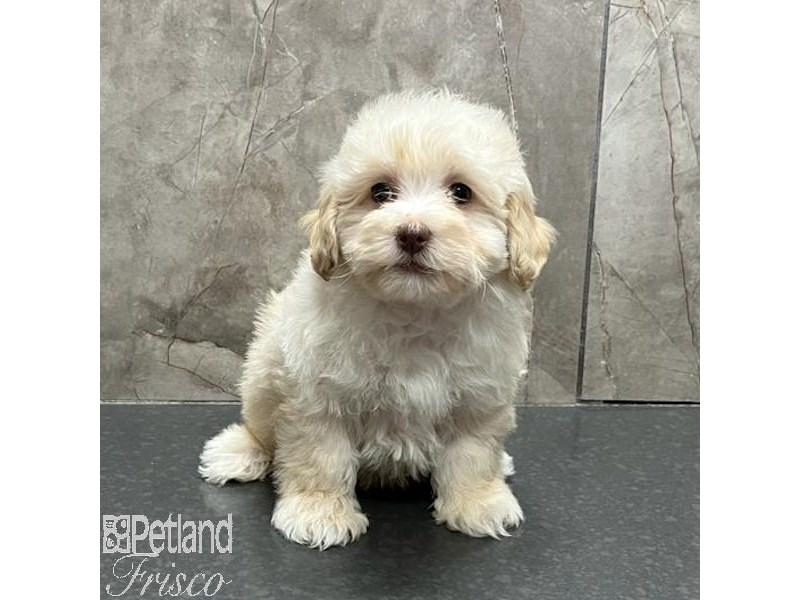 Cockapoo Puppies - Breed Info - Petland Frisco & Mckinney, Texas