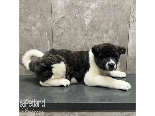 Akita-DOG-Male-Black and White-2973990-Petland Frisco, Texas