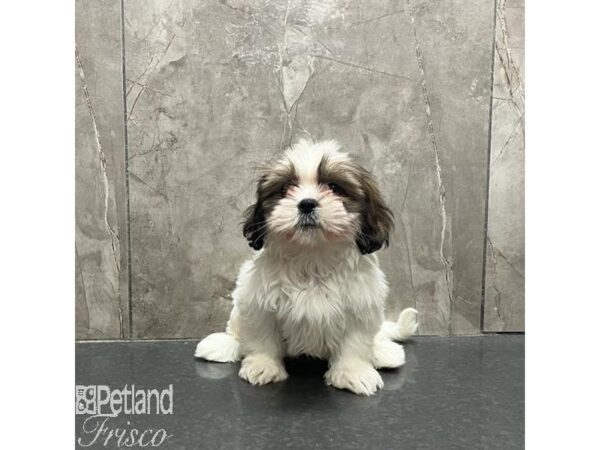 Lhasa Apso-Dog-Male-Red Gold-3967738-Petland Frisco, Texas