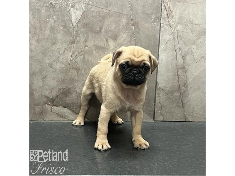 Pug Puppies - Breed Info - Petland Frisco & Mckinney, Texas