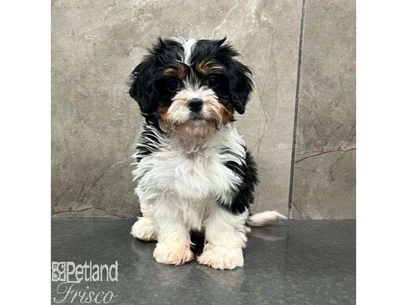 Cavapoo Small Animal Tri-Colored ID:31560 Located at Petland Frisco ...