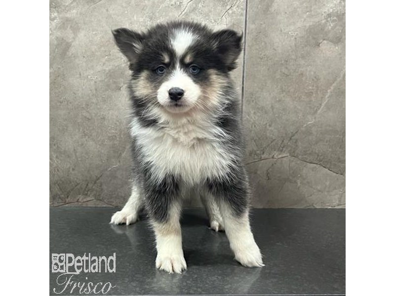 Pomsky Small Animal Blue and White ID:31642 Located at Petland Frisco ...