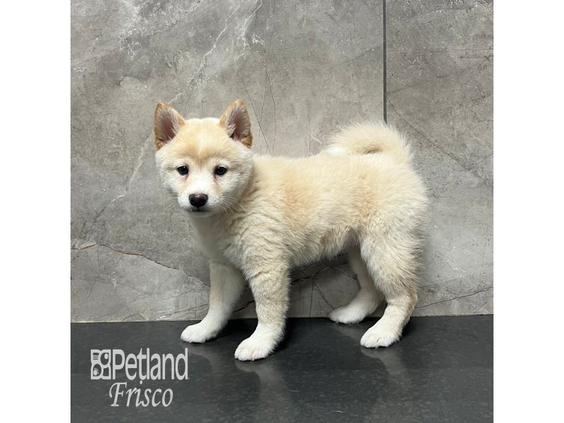 Cream Shiba Puppy