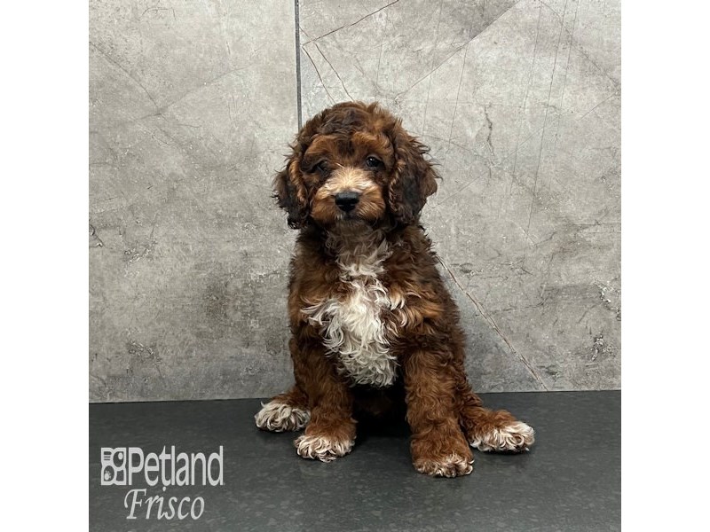 Cockapoo Puppies - Breed Info - Petland Frisco, Texas
