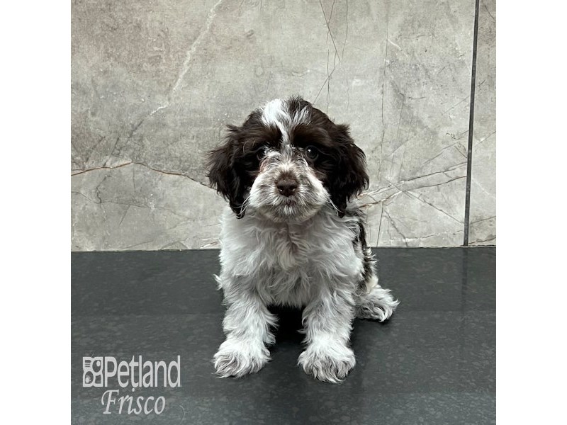 Cockapoo-DOG-Male-Cream-3730396-Petland Frisco, Texas