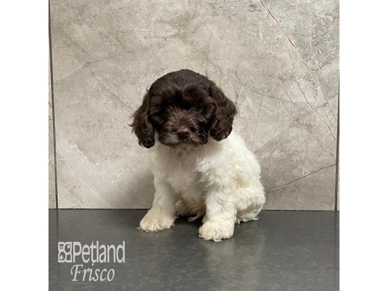 Cockapoo-DOG-Male-Cream-3730396-Petland Frisco, Texas