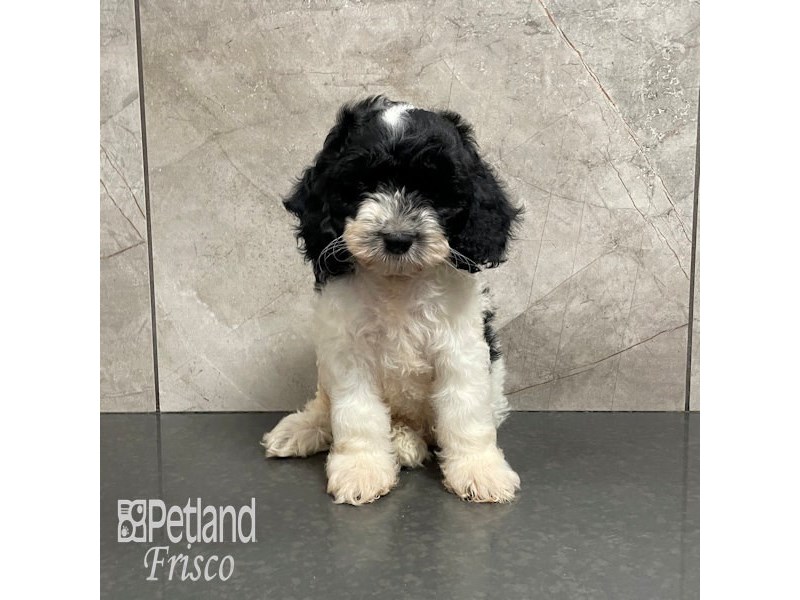 Cockapoo-Dog-Female-Cream and White-3948245-Petland Frisco, Texas