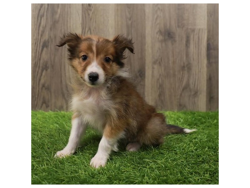 Shetland Sheepdog Puppies - Breed Info - Petland Frisco, Texas