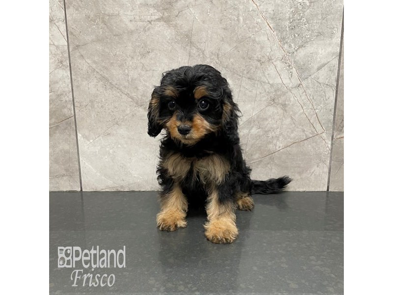 Cavapoo Small Animal Black and Tan ID:32250 Located at Petland Frisco ...