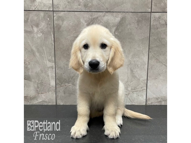 Golden Retriever Small Animal Light Golden ID:32308 Located at Petland ...