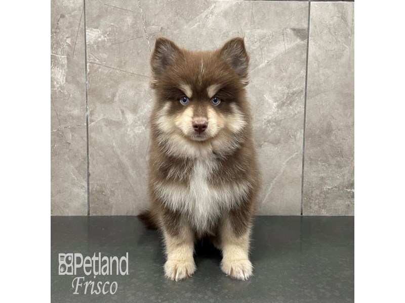 Pomsky Small Animal Chocolate Merle ID:32330 Located at Petland Frisco ...