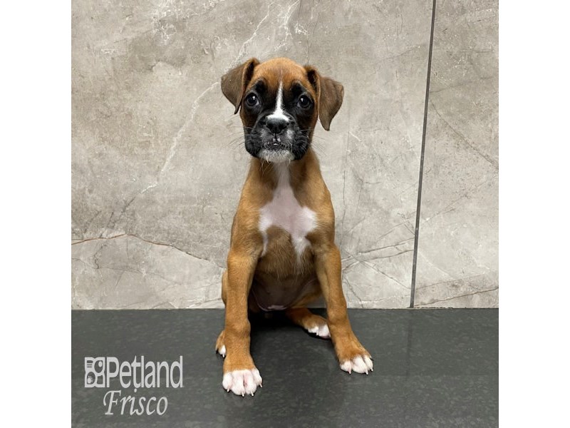 Brown Boxador Puppies