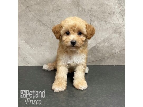 Poochon-Dog-Female-Cream-3796670-Petland Frisco, Texas