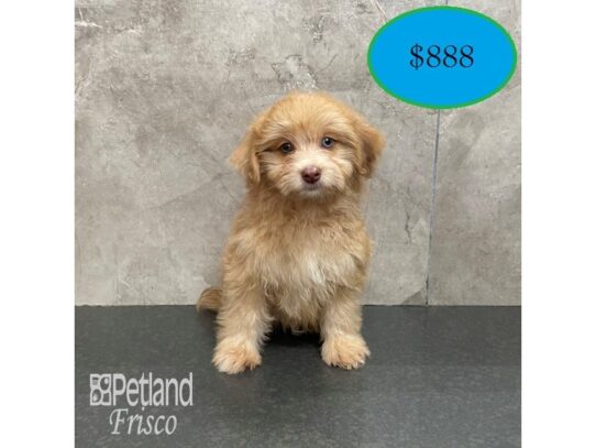 Pomapoo Puppies - Breed Info - Petland Frisco, Texas