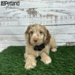 Available Pets - Petland Frisco, Texas