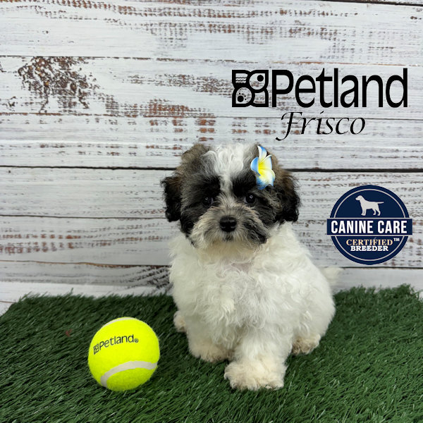 Dogs & Puppies for Sale - Page 2 of 8 - Petland Frisco, Texas