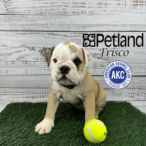 English Bulldog Puppies - Breed Info - Petland Frisco, Texas