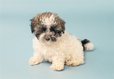 Available Pets - Petland Frisco, Texas