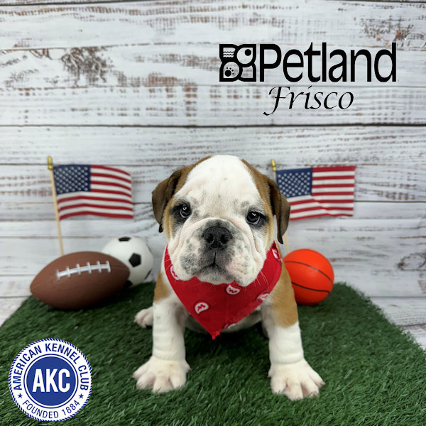 Available Pets - Petland Frisco, Texas