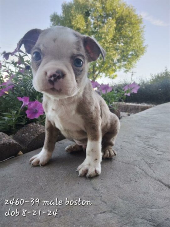 Dogs & Puppies for Sale - Petland Frisco, Texas