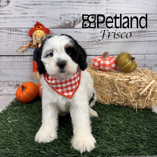 Dogs & Puppies for Sale - Petland Frisco & Mckinney, Texas