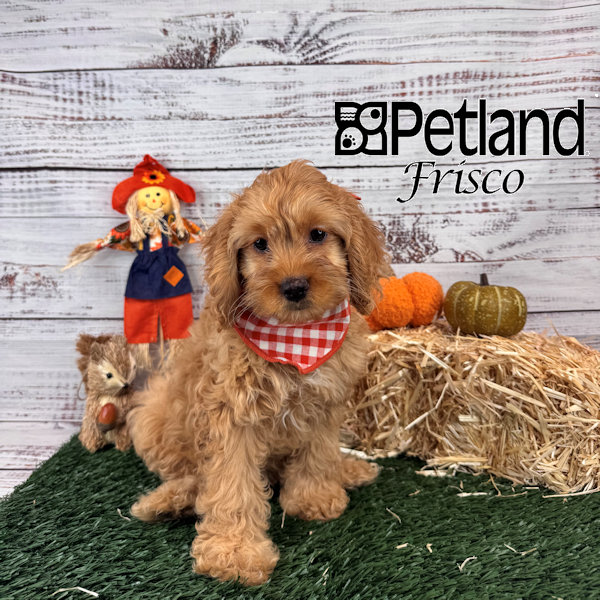 Cockapoo Puppies - Breed Info - Petland Frisco & Mckinney, Texas