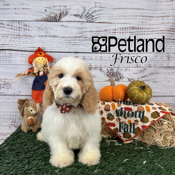 Cockapoo Puppies - Breed Info - Petland Frisco & Mckinney, Texas