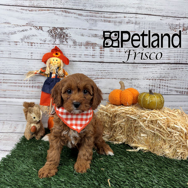 Cavapoo Puppies - Breed Info - Petland Frisco, Texas