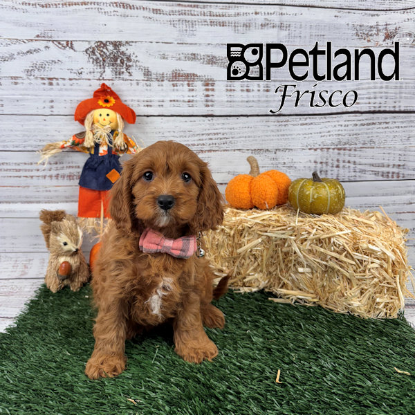 Cavapoo Puppies - Breed Info - Petland Frisco, Texas