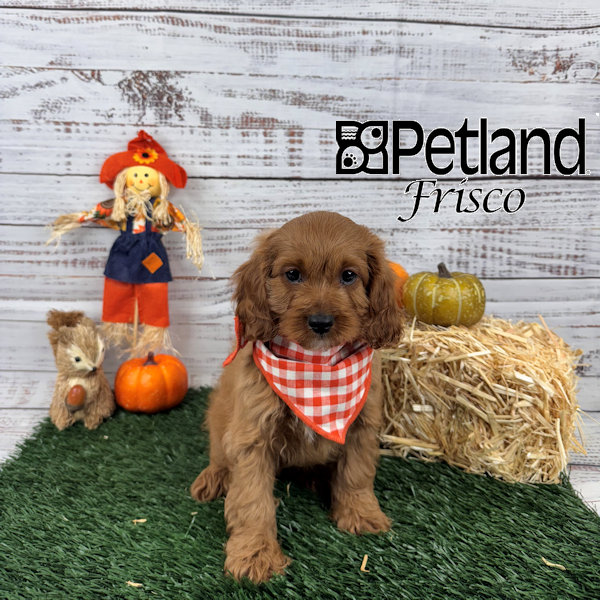 Cavapoo Puppies - Breed Info - Petland Frisco, Texas