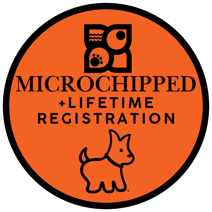 Maltipoo Puppy Cream ID: 38631 Located at Petland Frisco & Mckinney, Texas