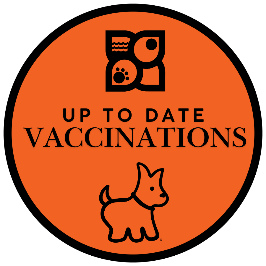 Bernese Mountain Dog Puppy ID: 38639 Located at Petland Frisco ...