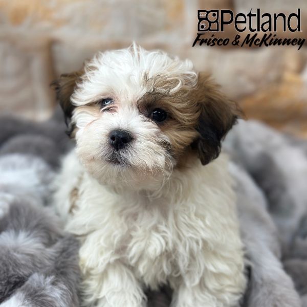 Available Pets - Petland Frisco & Mckinney, Texas