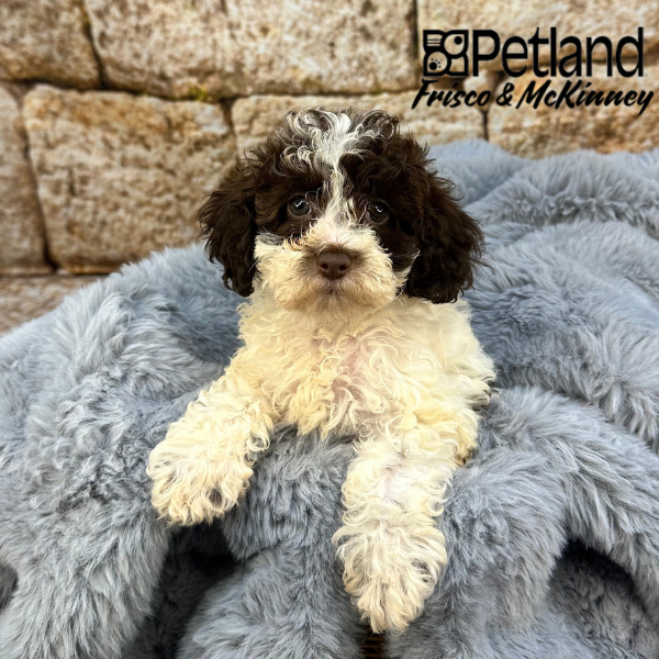 Cockapoo F1B Puppy Chocolate and White ID: 37208 Located at Petland ...