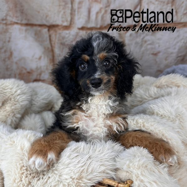 Bernedoodle Mini 2nd Gen Puppy Blue Merle ID: 37675 Located at Petland ...