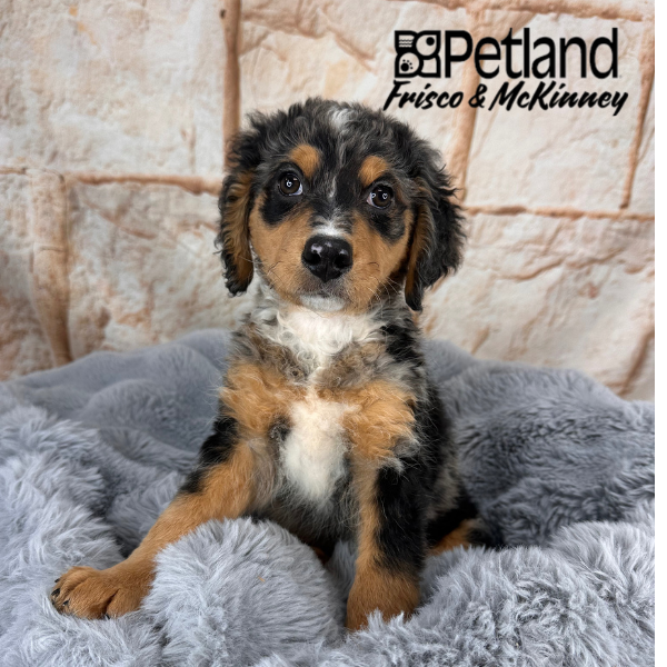 Bernedoodle Mini 2nd Gen Puppy Black and Tan ID: 37678 Located at ...