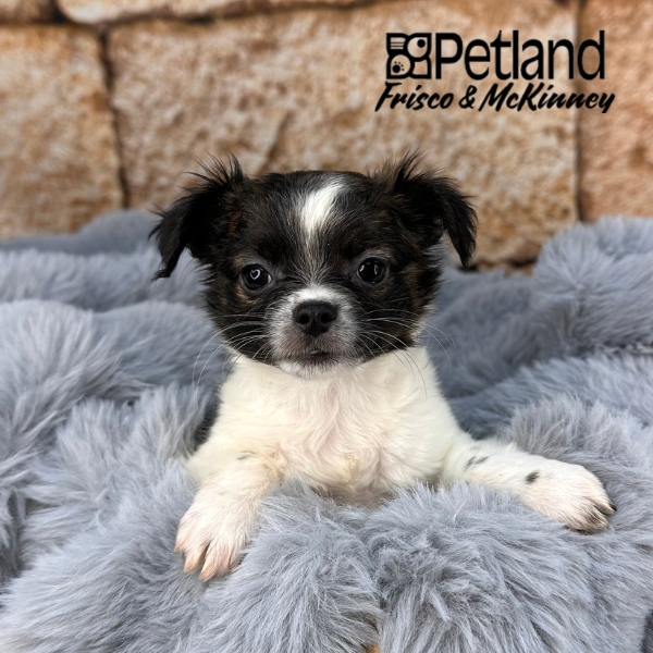 Find Available Pets Puppies | Petland Frisco & Mckinney, Texas