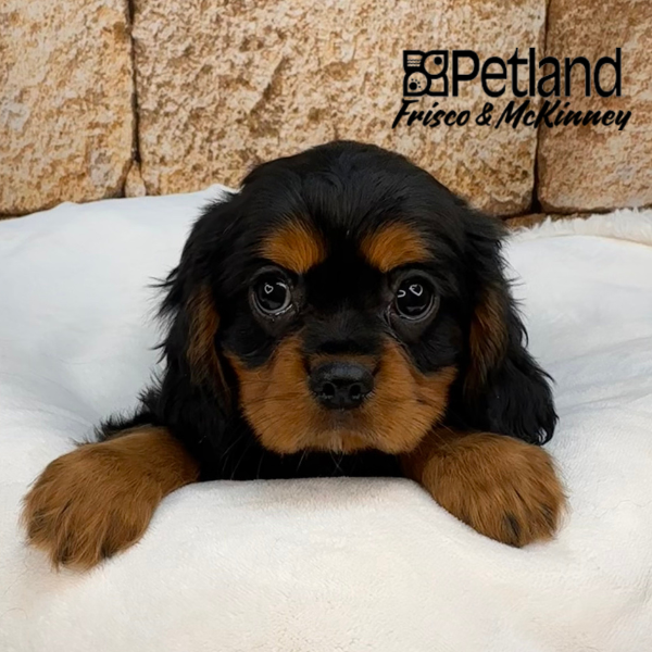 Cavalier King Charles Spaniel Puppy Black and Tan ID: 38662 Located at ...