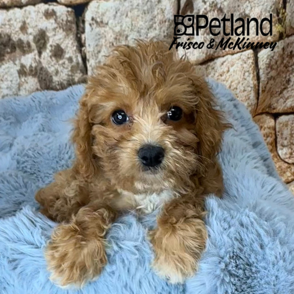 Find Available Pets Puppies | Petland Frisco & Mckinney, Texas