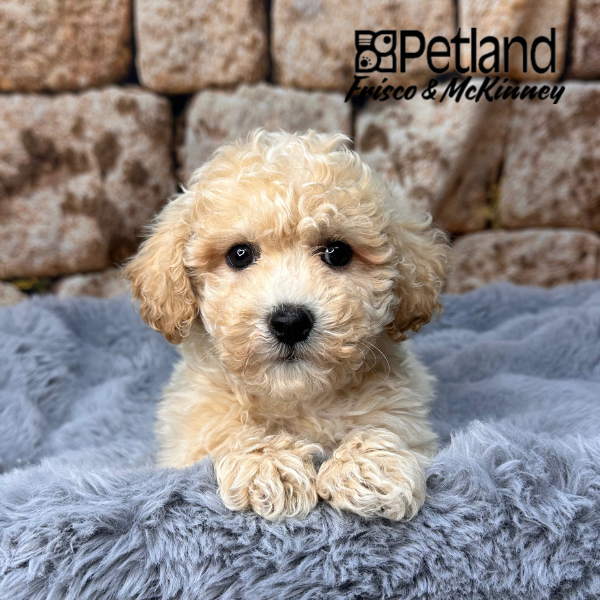 Find Available Pets Puppies | Petland Frisco & Mckinney, Texas