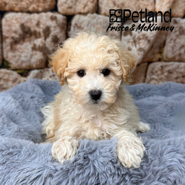 Find Available Pets Puppies | Petland Frisco & Mckinney, Texas