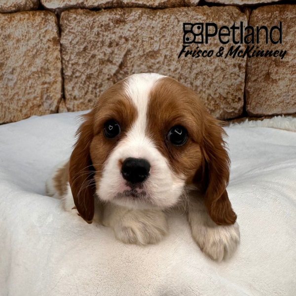 Cavalier King Charles Spaniel Puppy Blenheim ID: 38660 Located at ...