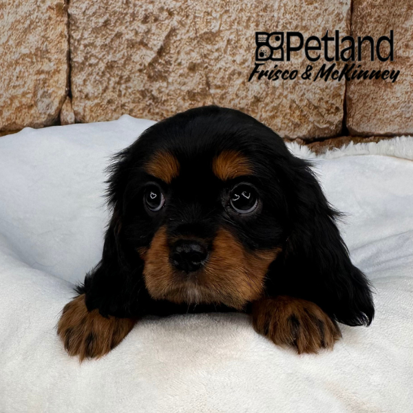 Cavalier King Charles Spaniel Puppy Black and Tan ID: 38661 Located at ...