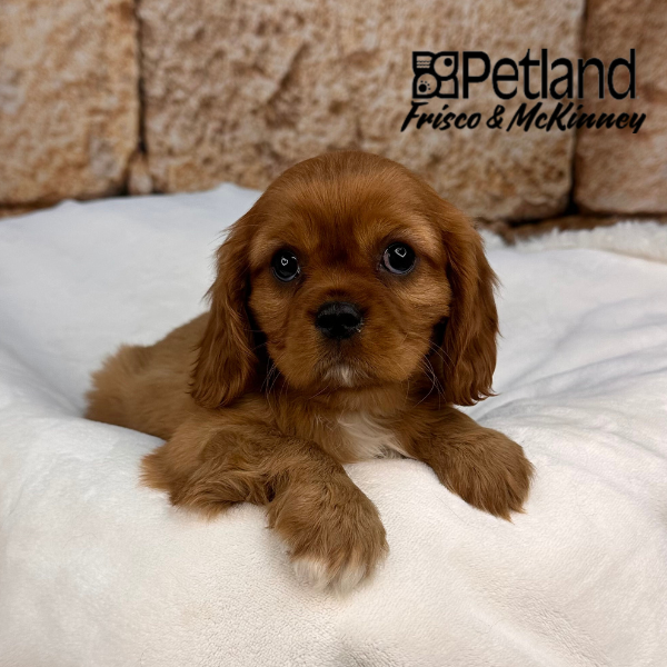 Cavalier King Charles Spaniel Puppy Ruby ID: 38663 Located at Petland ...